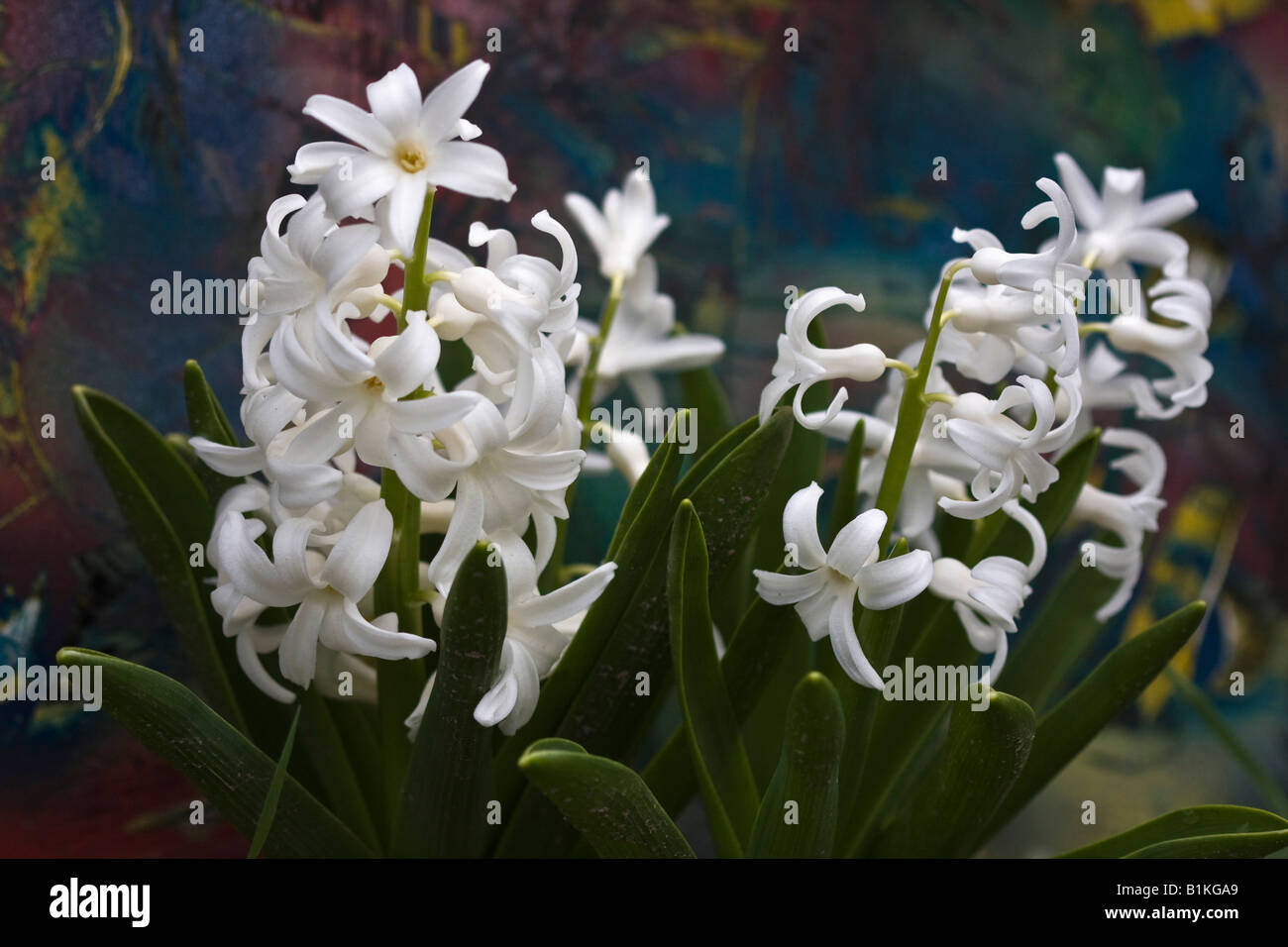 Garden hyacinth hi-res stock photography and images - Alamy