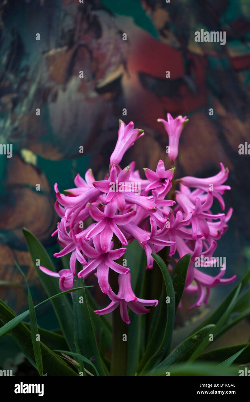 Pink Pearl Hyacinth Dutch Hyacinthus orientalis early Spring flower ...