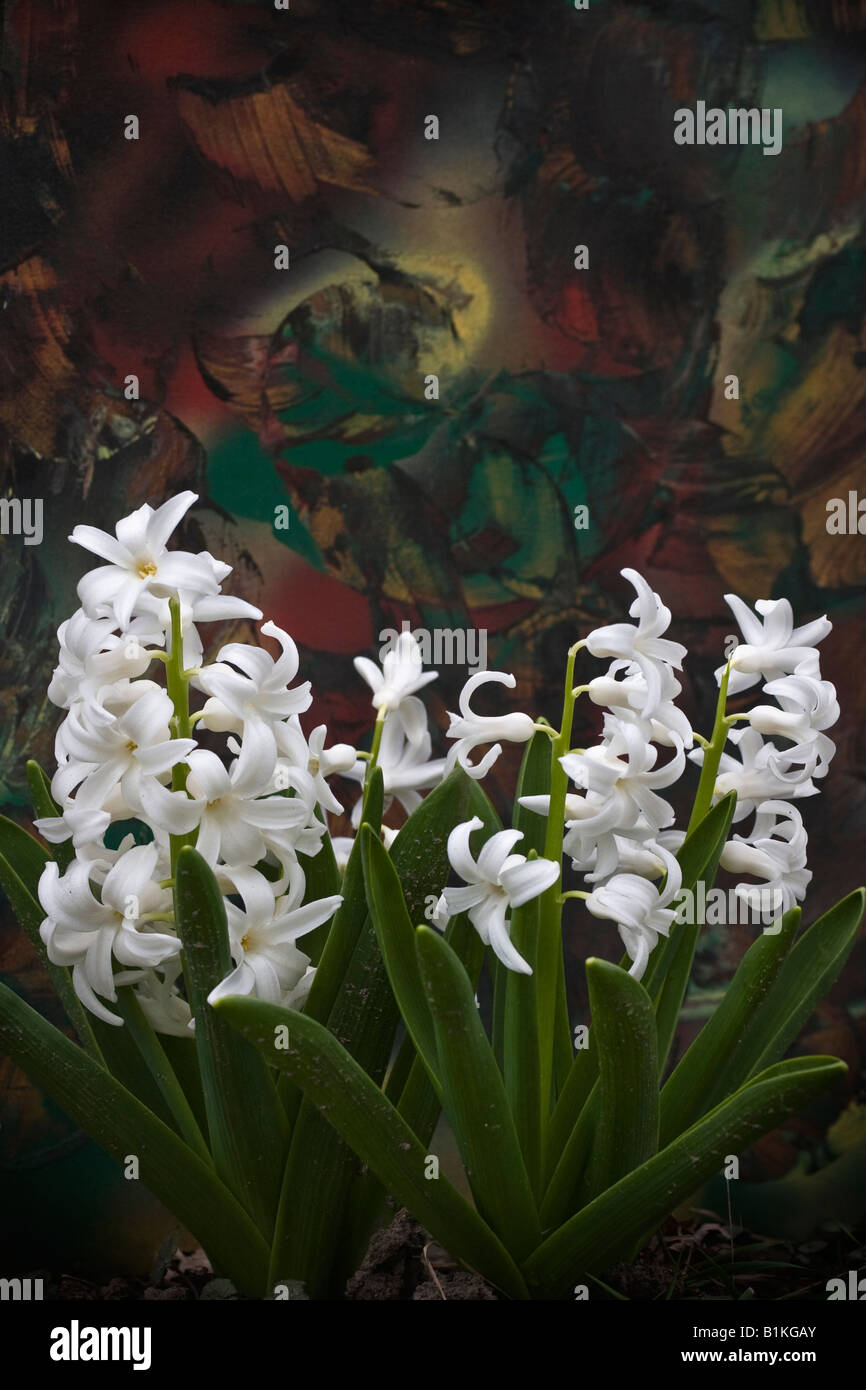 White Hyacinth Dutch Hyacinthus orientalis flowers Spring flowers ...