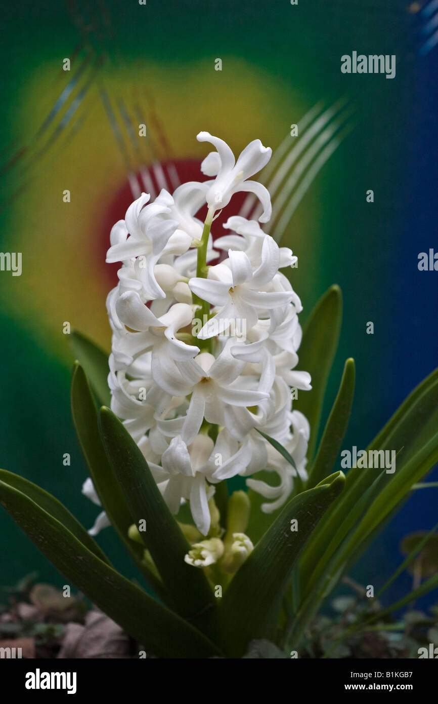 White Hyacinth Dutch Hyacinthus orientalis one flower Spring flowers ...