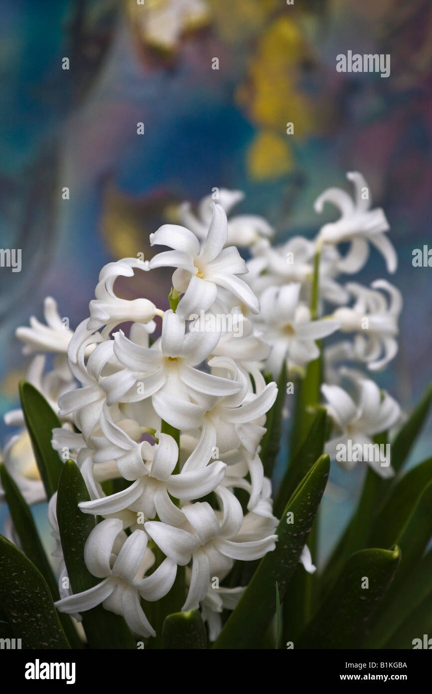 White Hyacinth Dutch Hyacinthus orientalis flowers Spring flowers ...