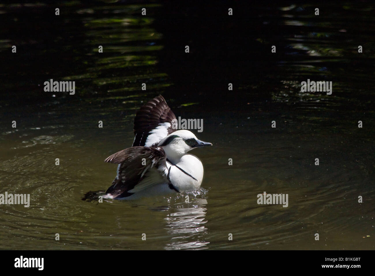 Smew drake hi-res stock photography and images - Alamy
