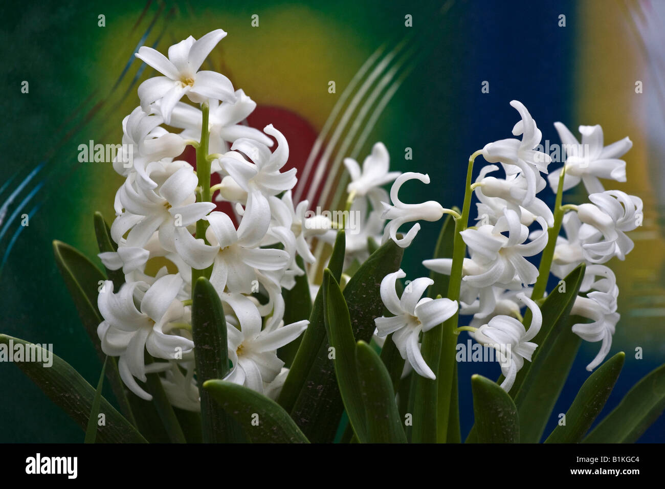 White Hyacinth Dutch Hyacinthus orientalis flowers Spring flowers ...