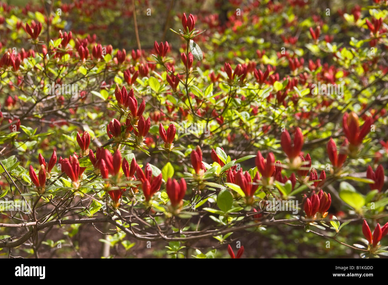 Red azalea buds Rhododendron shrub bloom flowers American park Spring time is finally here hi ...