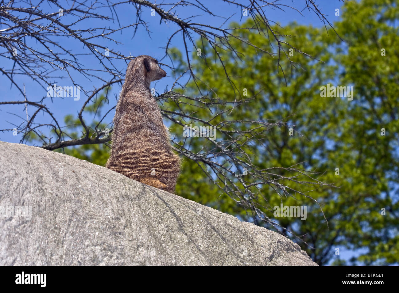 Mongoose hi res hi-res stock photography and images - Alamy