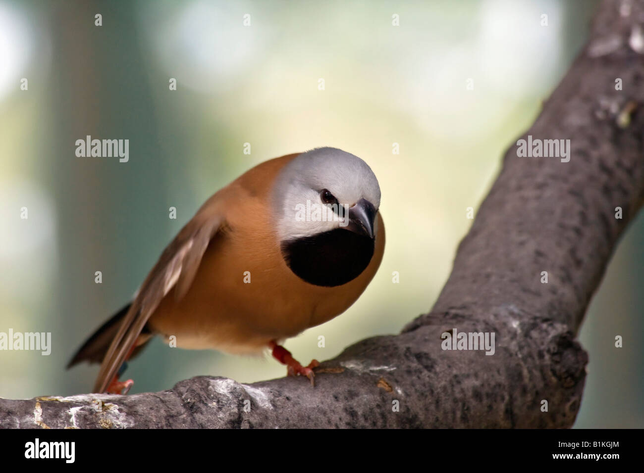 Parson s Finch Poephila cincta exotic bird sitting outside on a branch ...