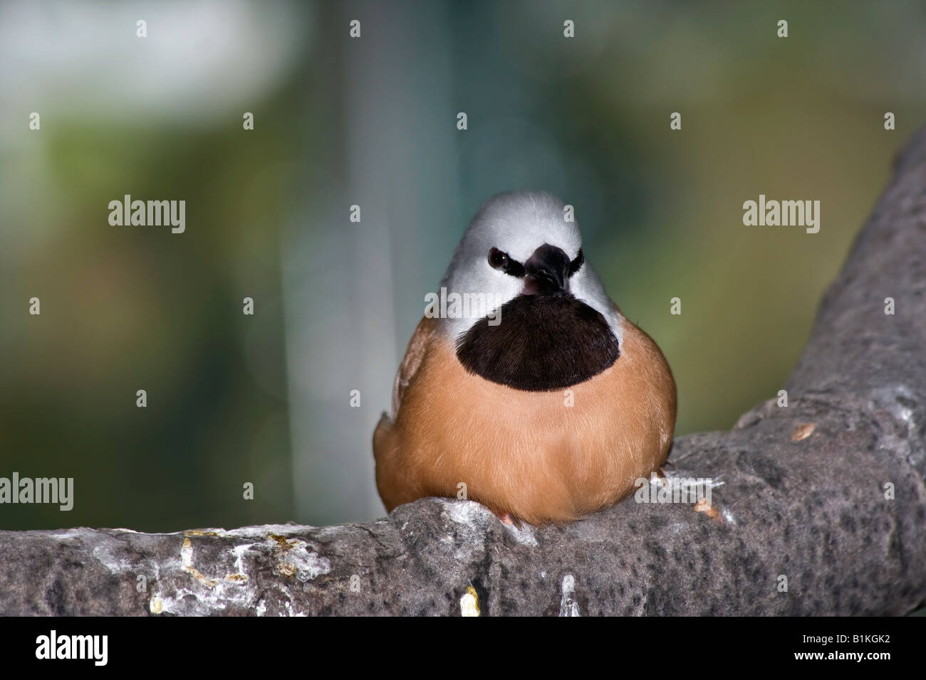 Parson s Finch Poephila cincta exotic bird sitting outside on a branch ...