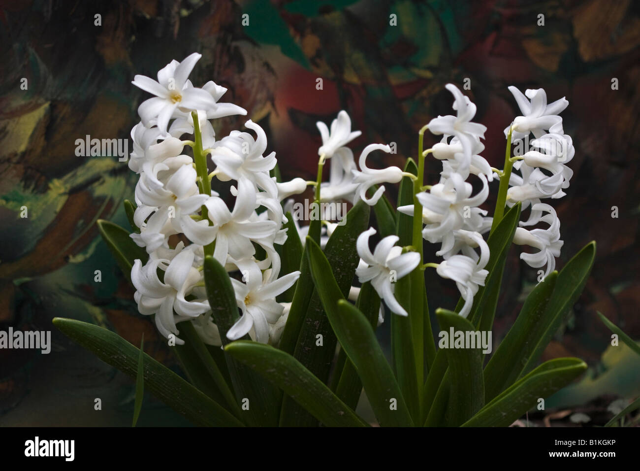 White Hyacinth Dutch Hyacinthus orientalis flowers Spring flowers ...