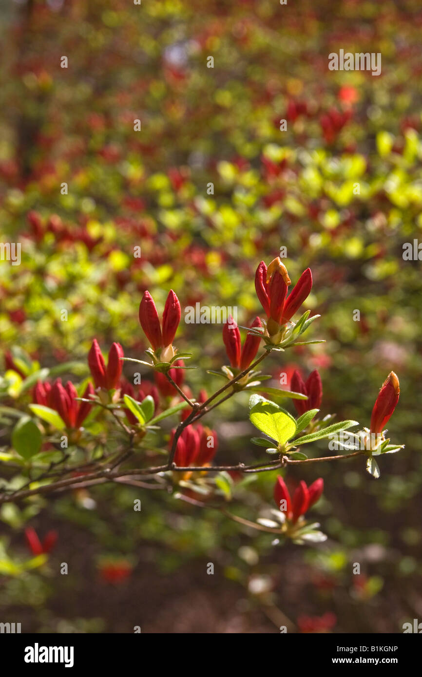 Red azalea buds Rhododendron shrub bloom flowers American park Spring time is finally here hi ...