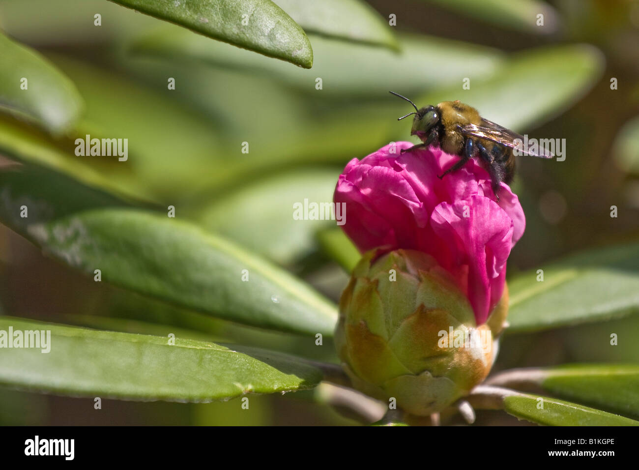 Honeybee hi res hi-res stock photography and images - Alamy