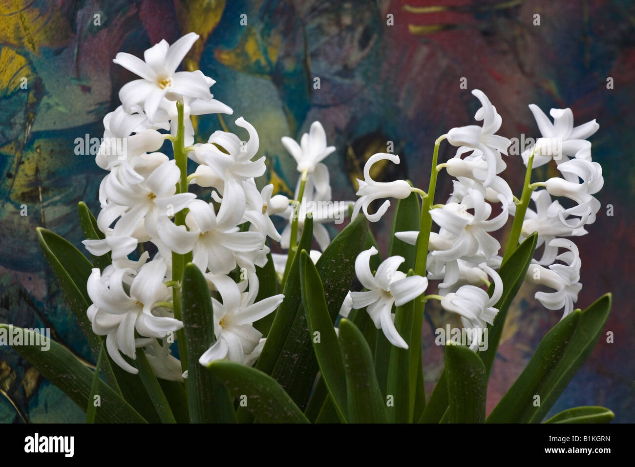 Hyacinthus orientalis multiflora white hi-res stock photography and ...
