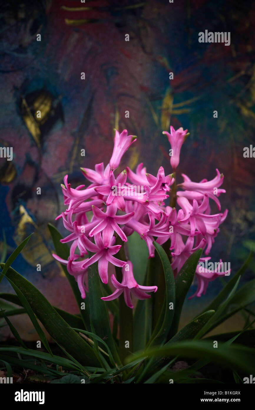 Multiflora hyacinth hi-res stock photography and images - Alamy