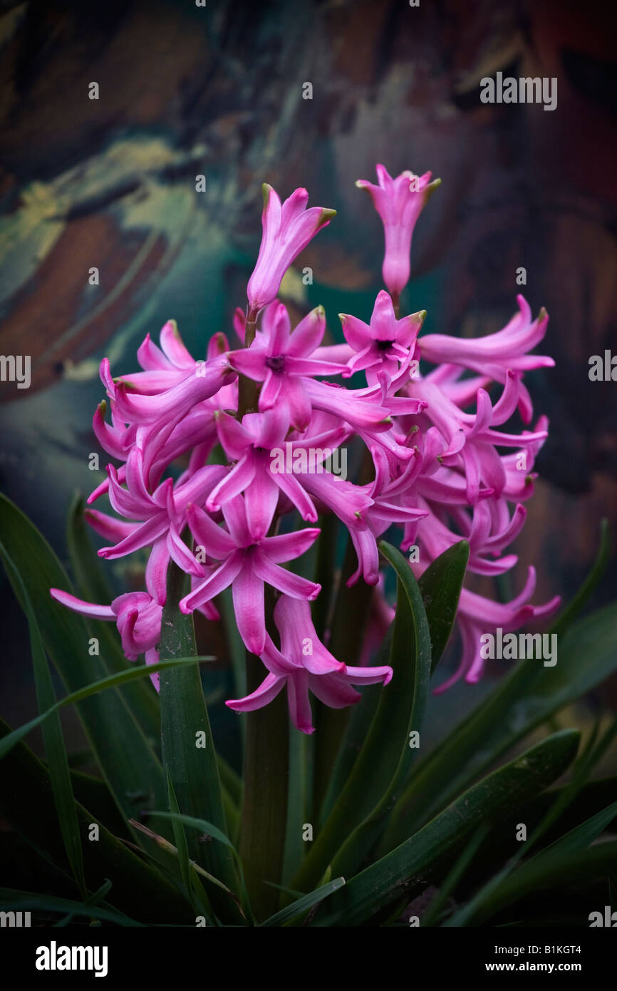 Pink Pearl Hyacinth Dutch Hyacinthus orientalis early Spring flower ...