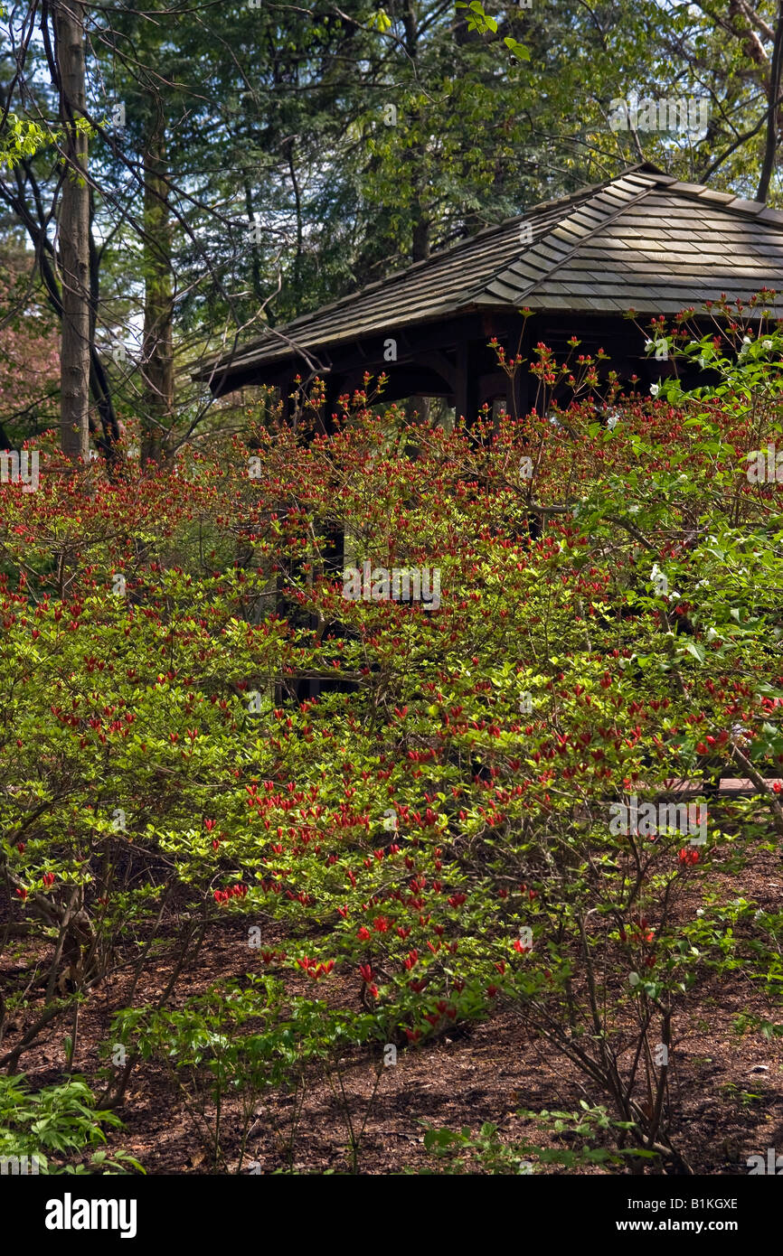 Red azalea shrubs hi-res stock photography and images - Alamy