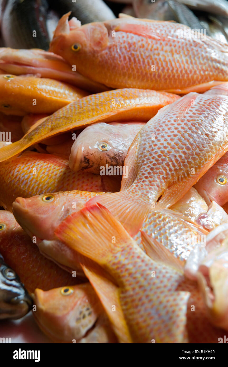 pile of red fish in the market Stock Photo - Alamy