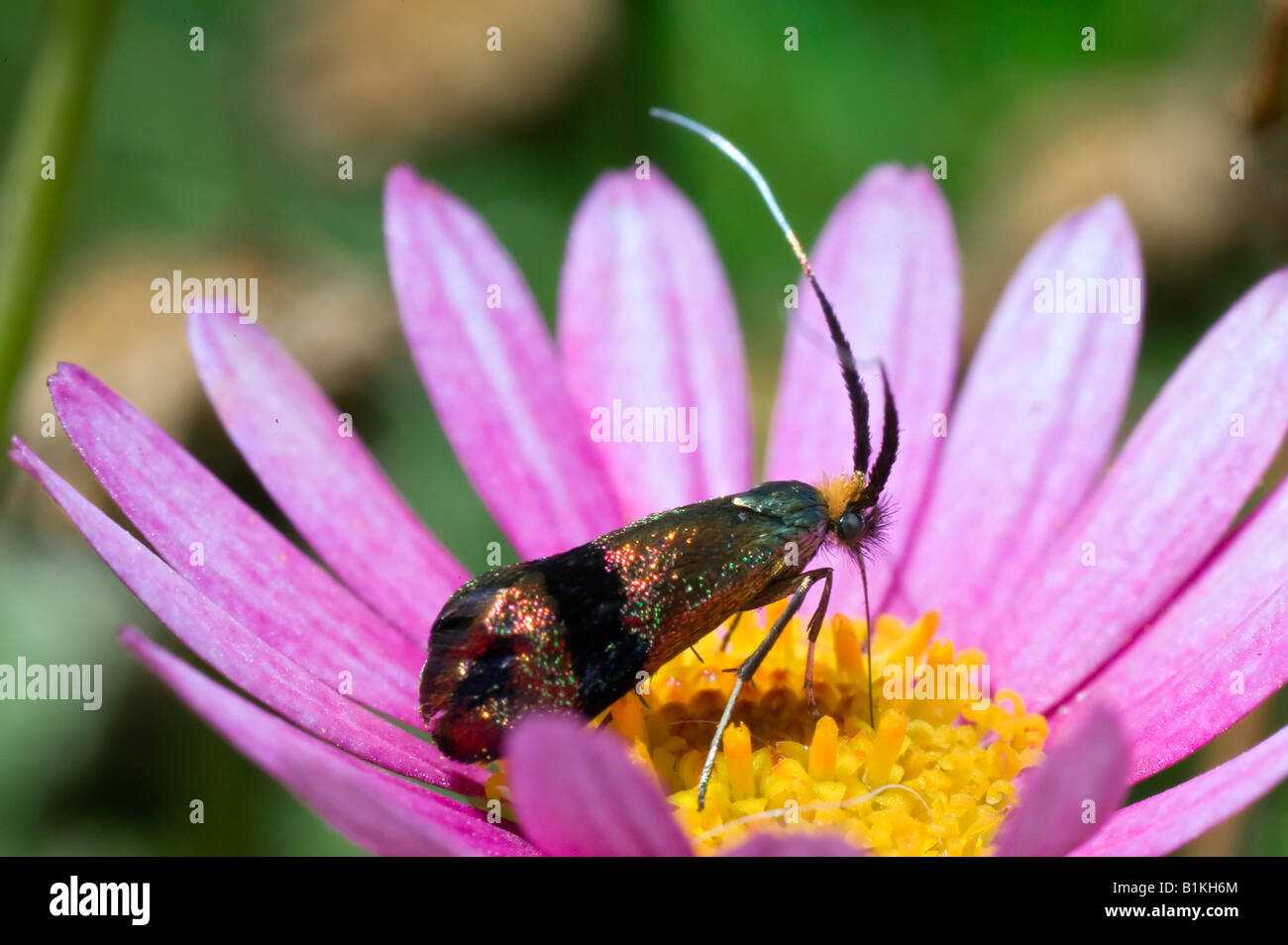Gold shield fly hi-res stock photography and images - Alamy