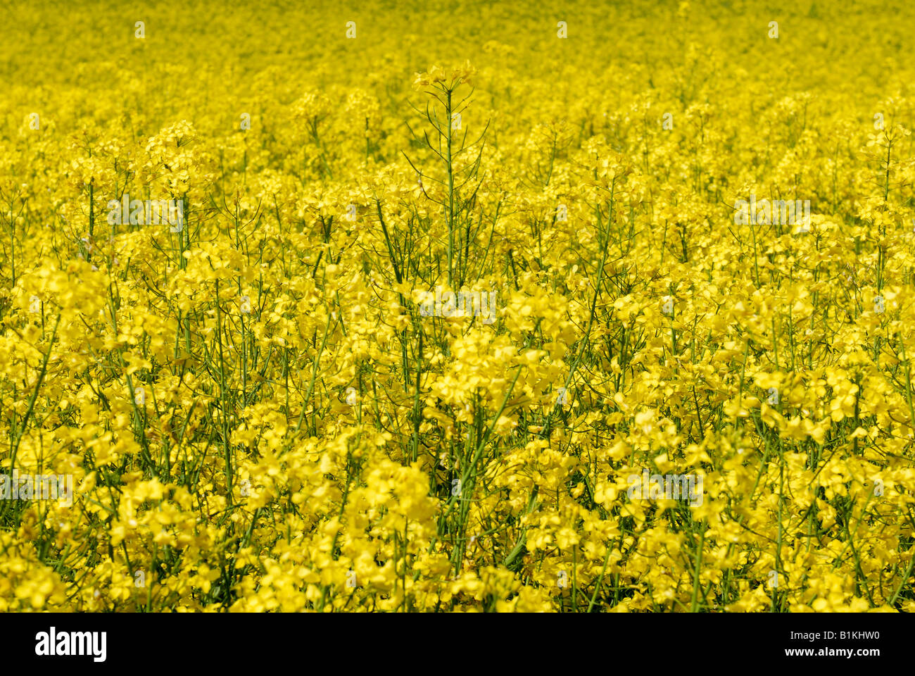 Field of yellow rape seed Stock Photo - Alamy