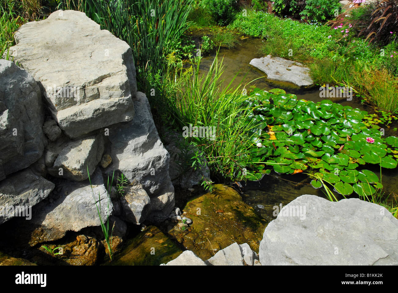 Pond landscaping with aquatic plants and natural rocks Stock Photo - Alamy