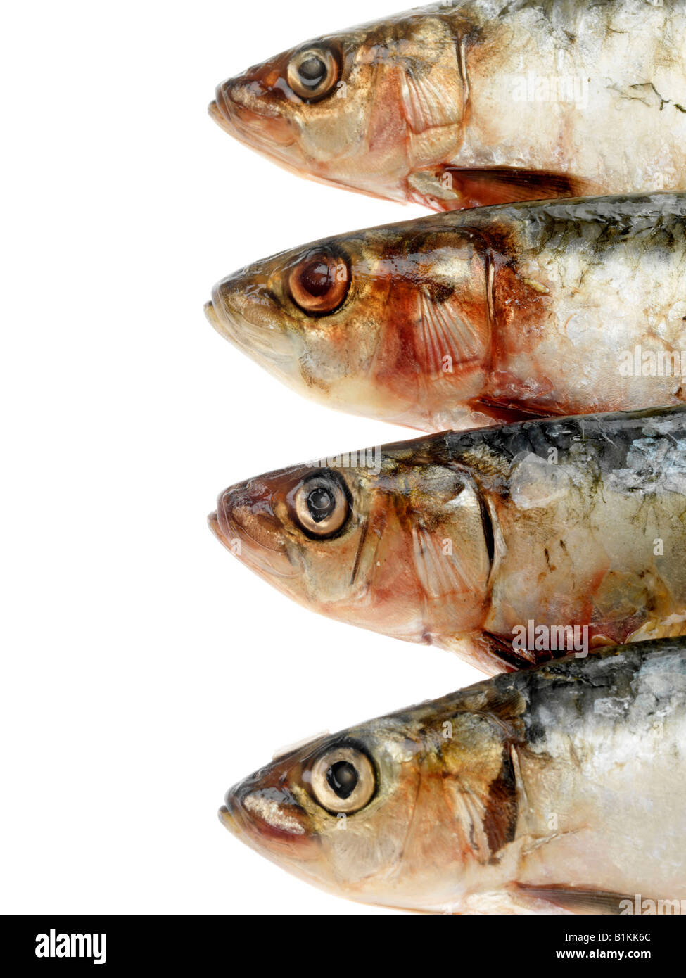 Freshly Caught Sardines Against A White Background With Copy Space, A ...