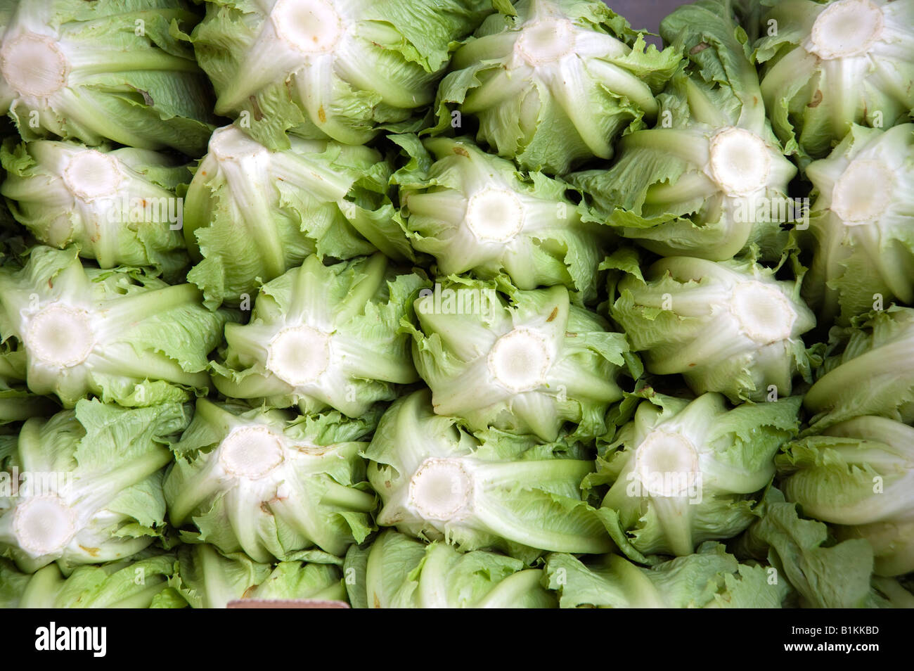 stack of roman lettuce in the market Stock Photo - Alamy