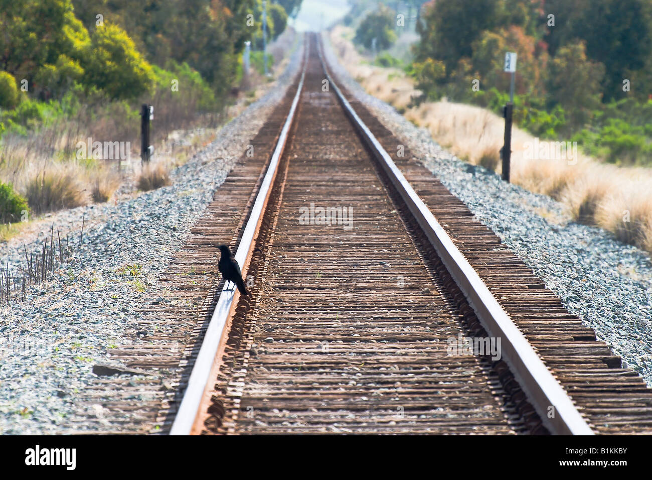 Railroad tracks converging into the distance showing perspective Stock ...