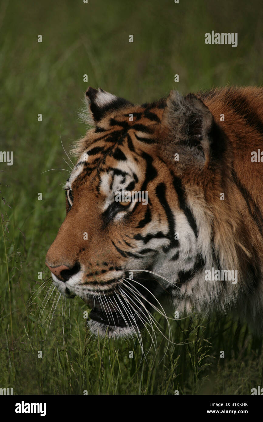 Tiger Panthera tigris Stock Photo - Alamy
