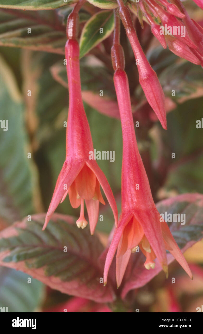 Fuchsia bush variegated hi-res stock photography and images - Alamy