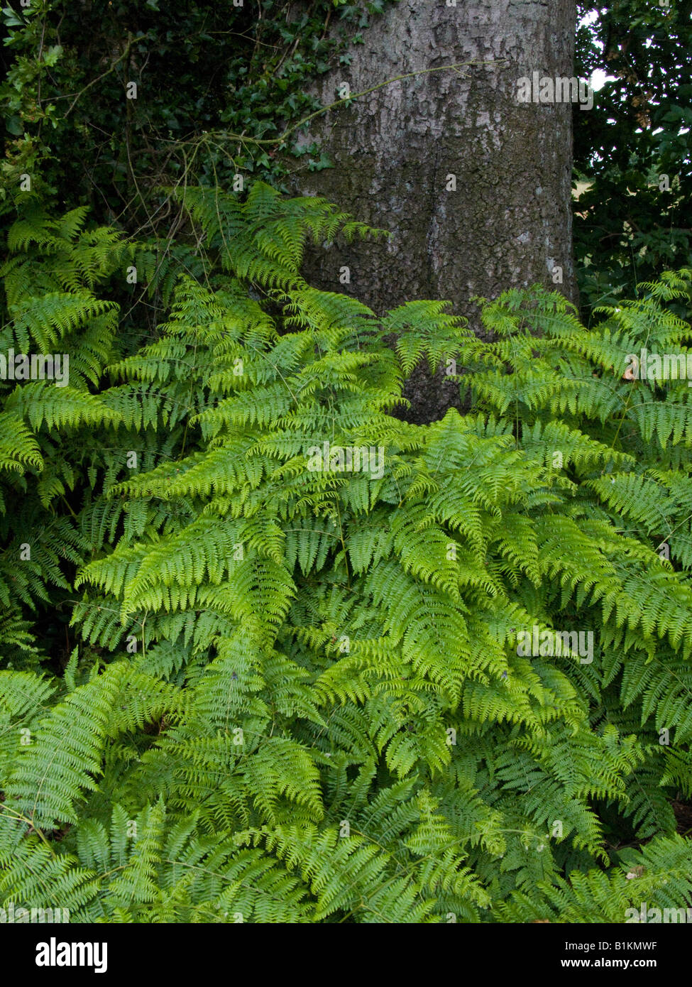 Tree ferns in forest near hi-res stock photography and images - Alamy