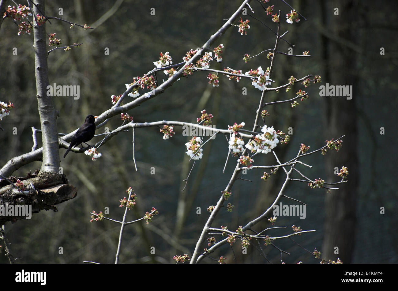Blackbird Turdus merula on cherry tree brunch Stock Photo - Alamy