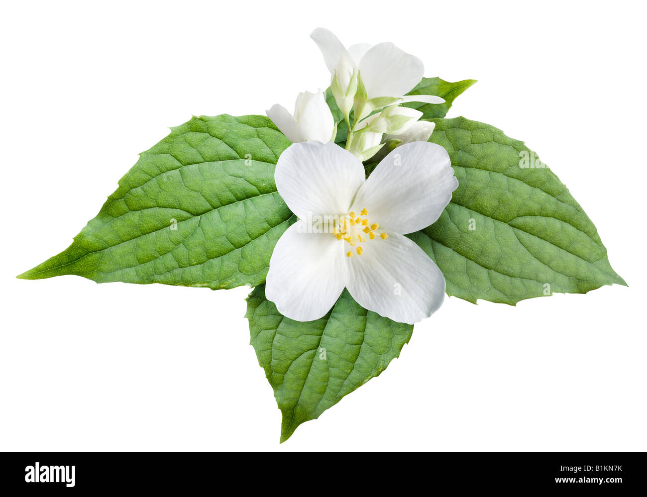 Jasmin hi-res stock photography and images - Alamy