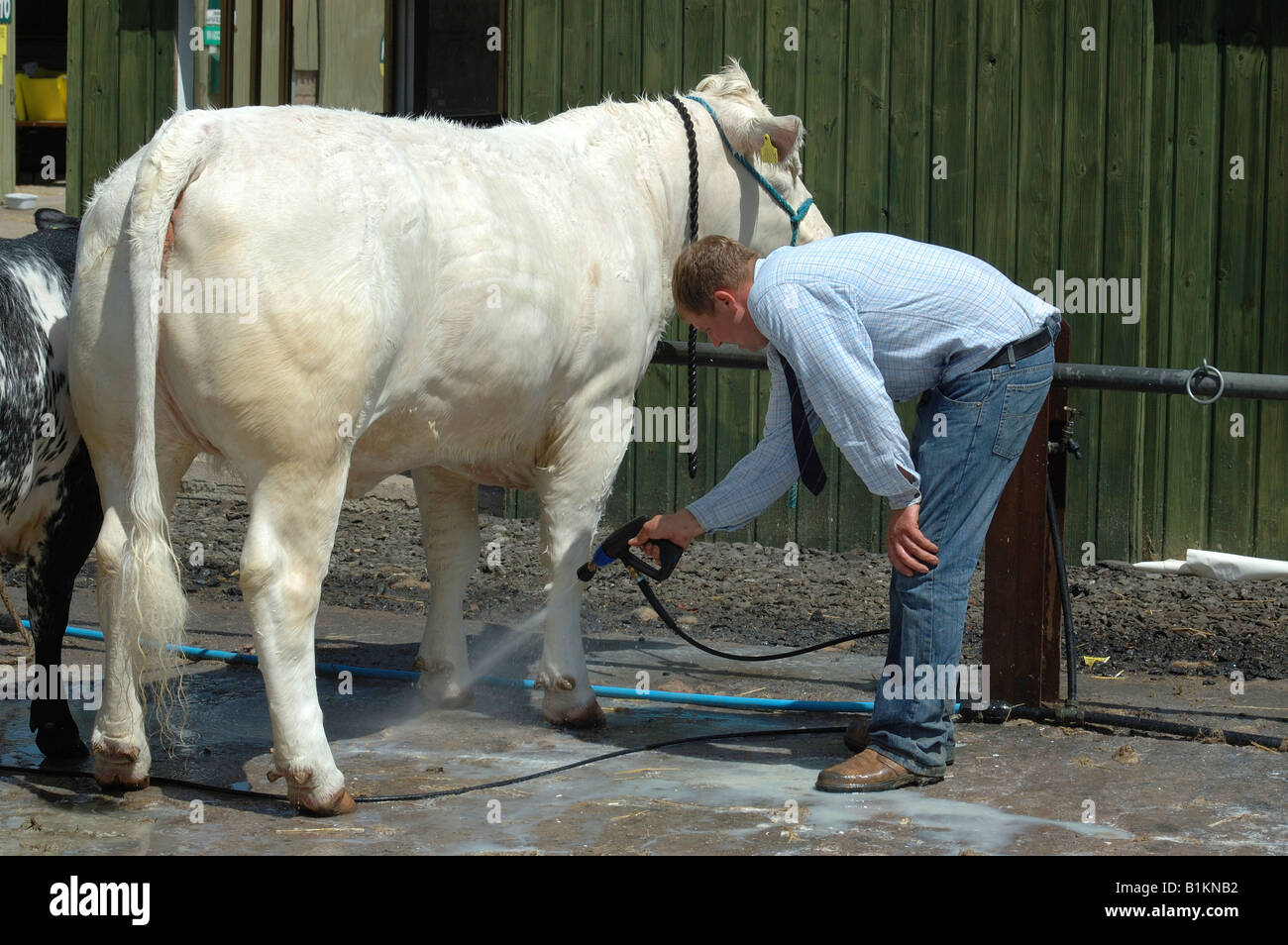 Washing and preparing cattle for a competition Stock Photo - Alamy