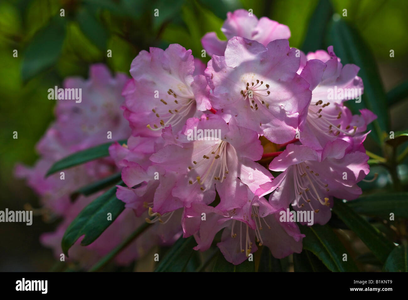 Pink Rhododendron Ponticum a flower overhead from above large high ...