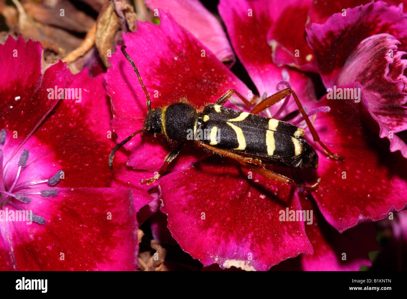 Wasp beetle Clytus arietis Cerambycidae on Sweet Williams in a garden ...