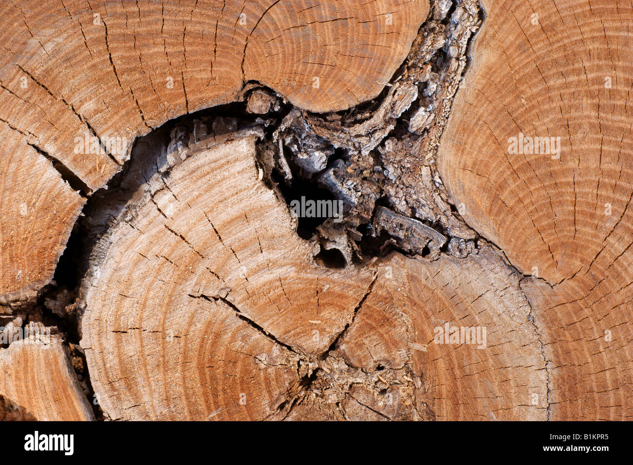 close-up wooden texture, growth rings. trunk Stock Photo - Alamy