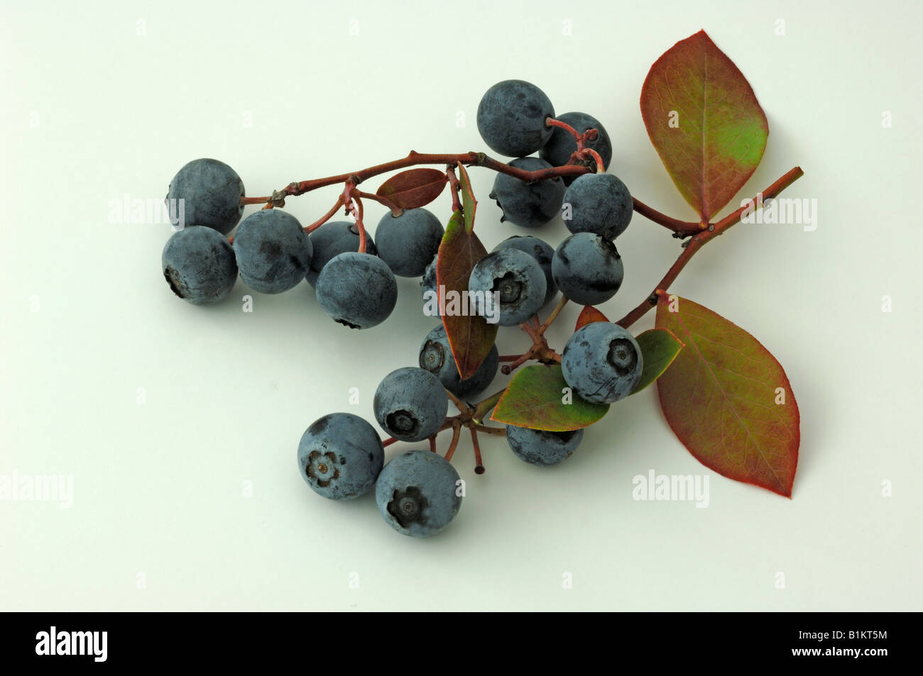Northern Highbush Blueberry (Vaccinium corymbosum, Vaccinium ...