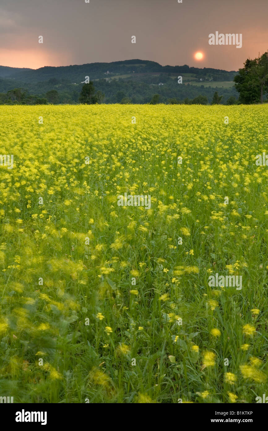 Bloom in mustard field hi-res stock photography and images - Alamy
