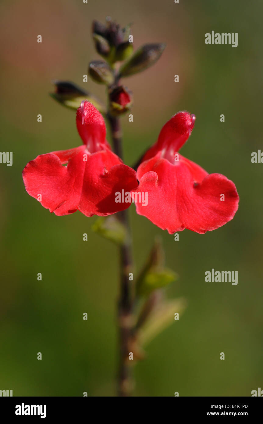 Autumn sage,Rose Sage (Salvia greggii), flower Stock Photo - Alamy