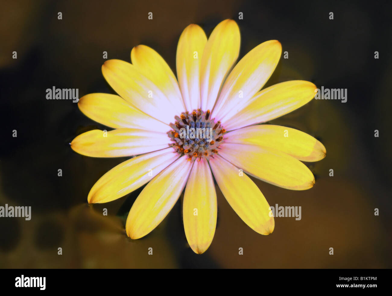 Floating daisies hi-res stock photography and images - Alamy