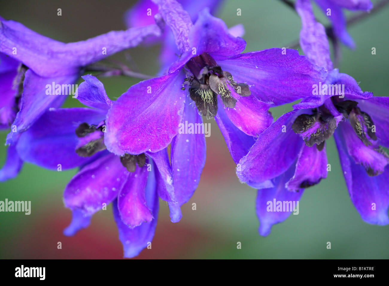 A close up photograph of a delphinium Stock Photo - Alamy