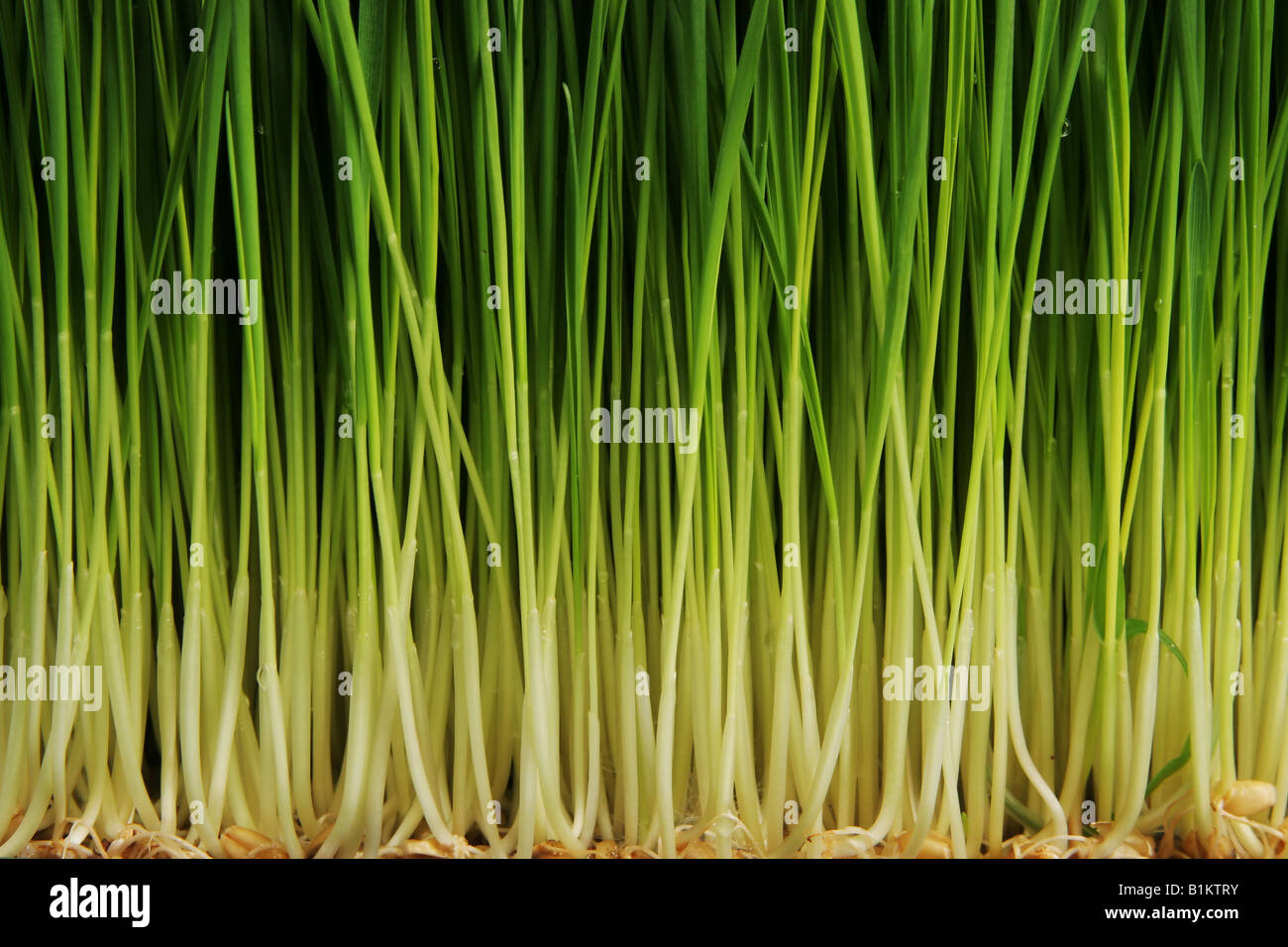 Grass with roots hi-res stock photography and images - Alamy