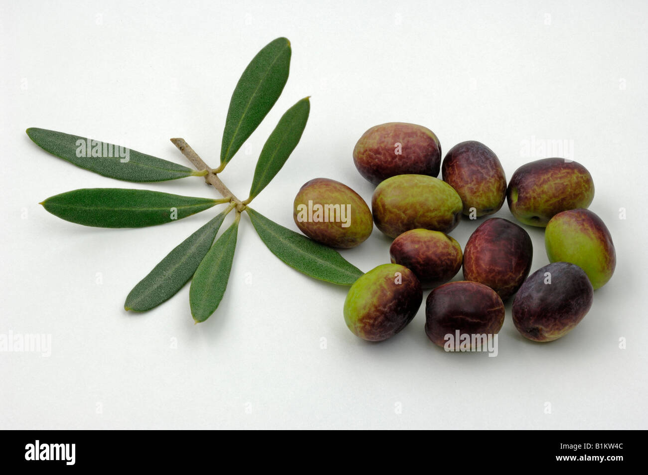Olive tree twig hi-res stock photography and images - Alamy