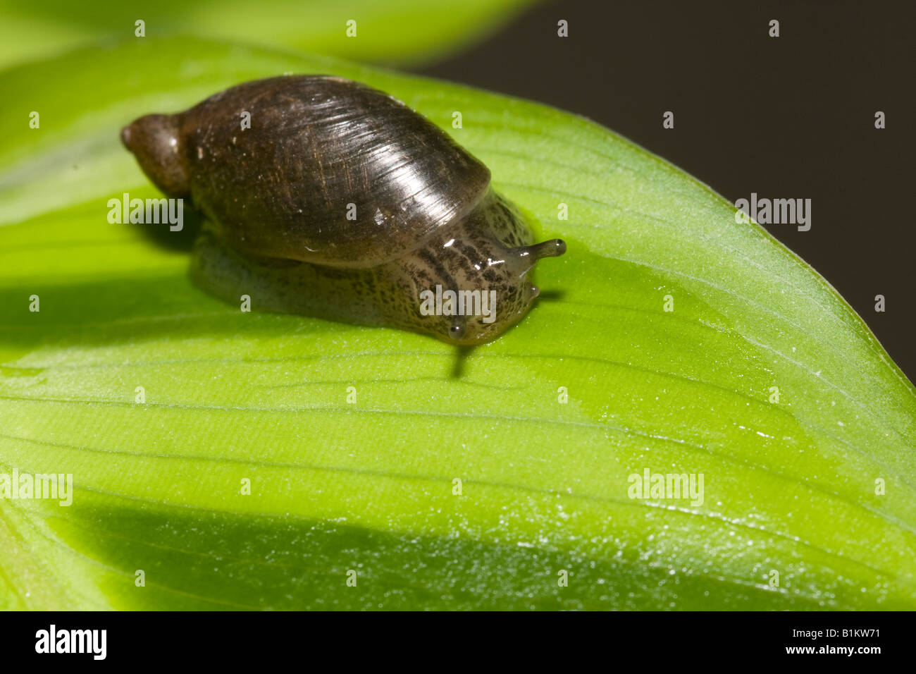 snail in the garden Stock Photo - Alamy