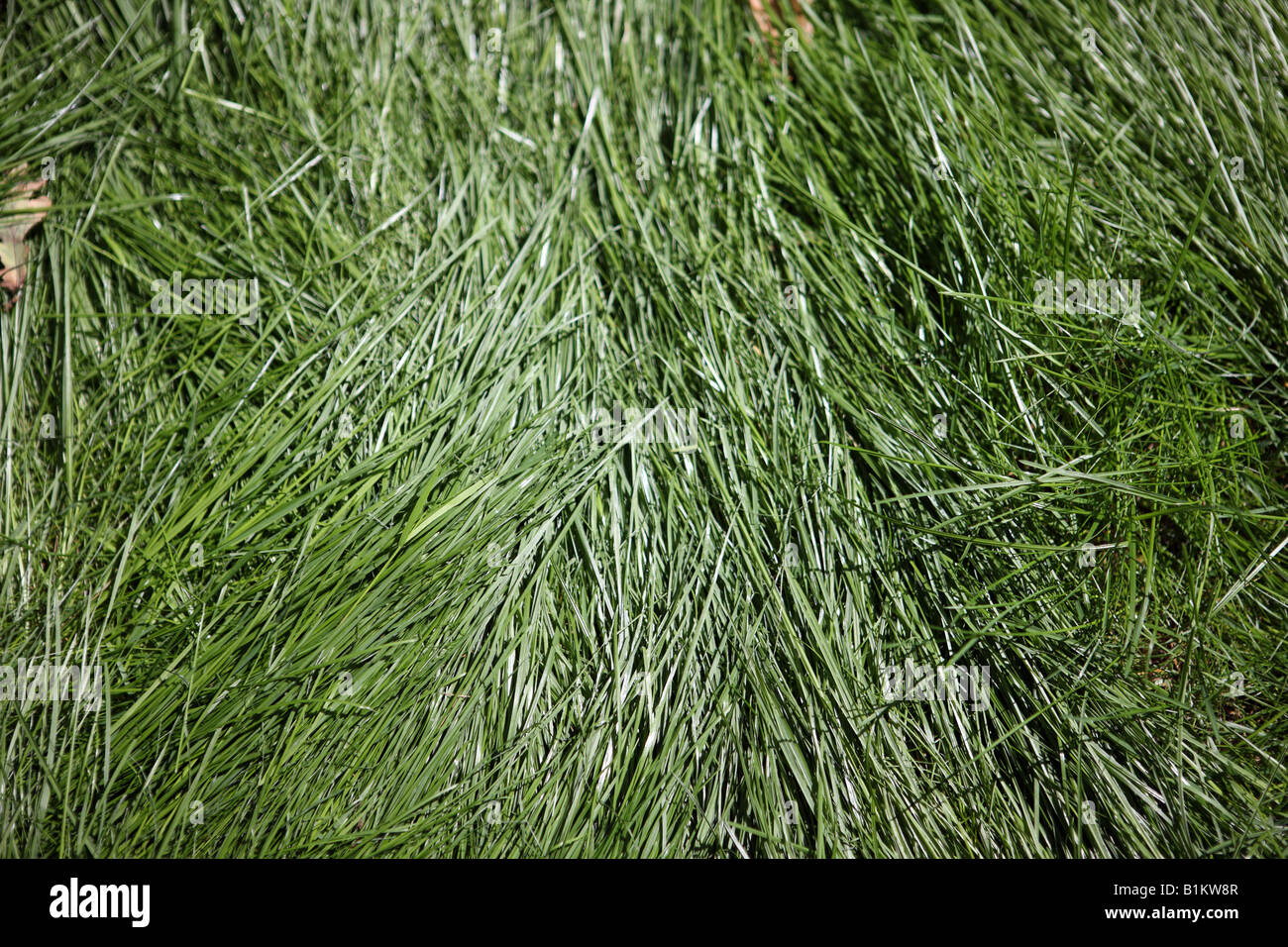Trampled on grass Stock Photo - Alamy