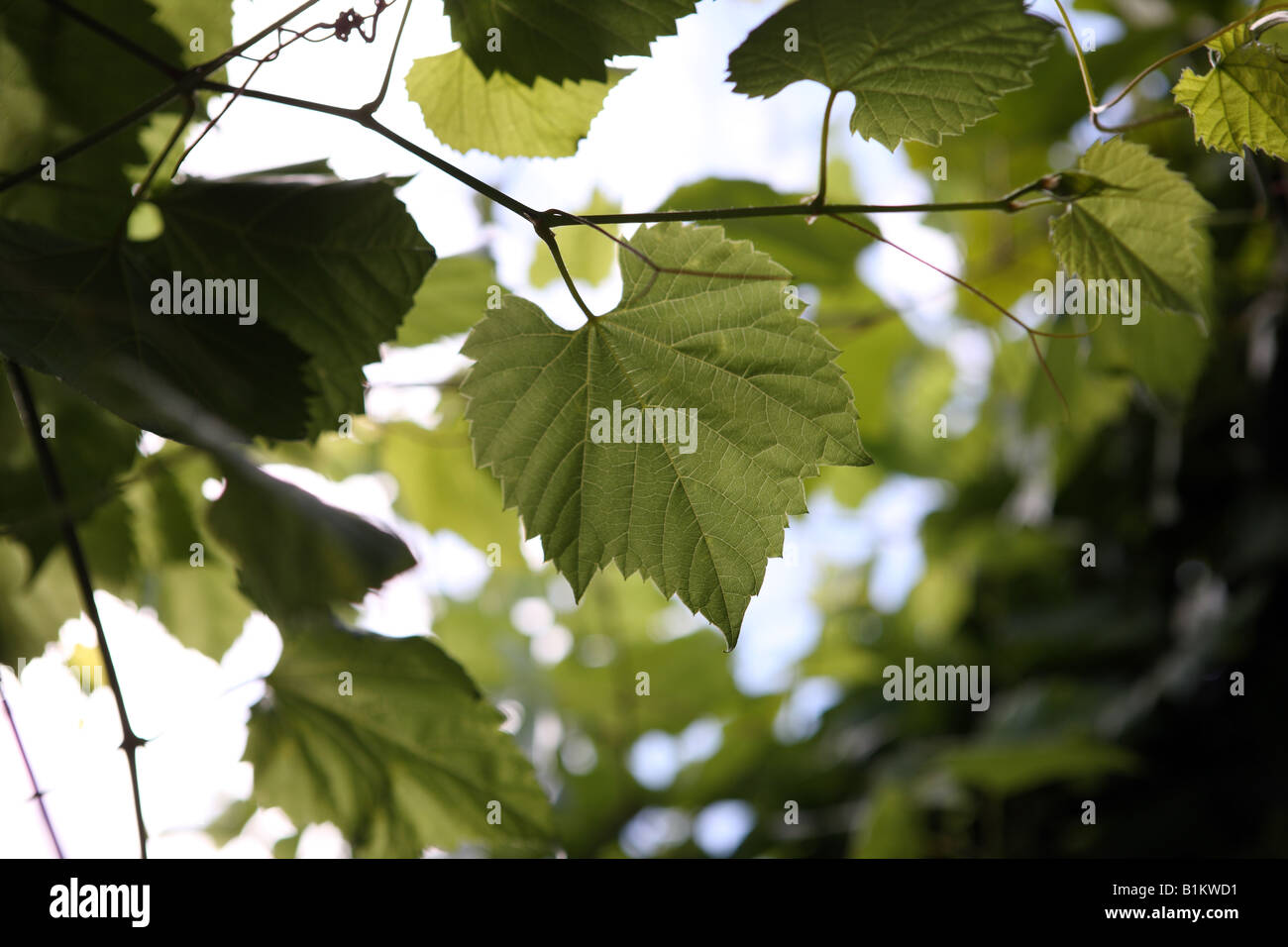 Tree leaves blowing in the breeze Stock Photo - Alamy