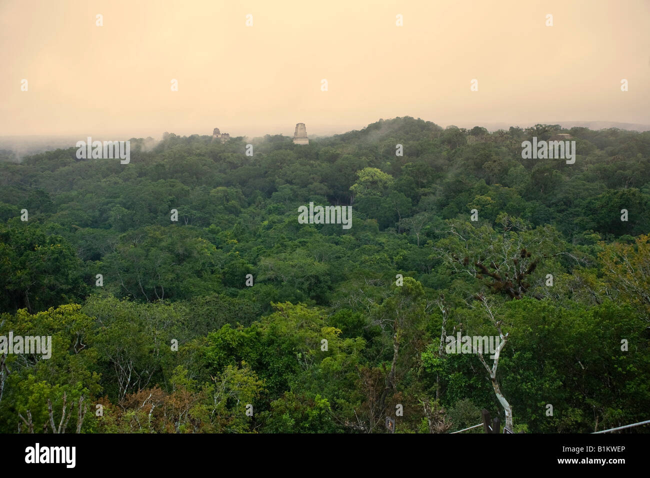 Tikal Pyramid ruins UNESCO site and rainforest dawn Guatemala Stock ...
