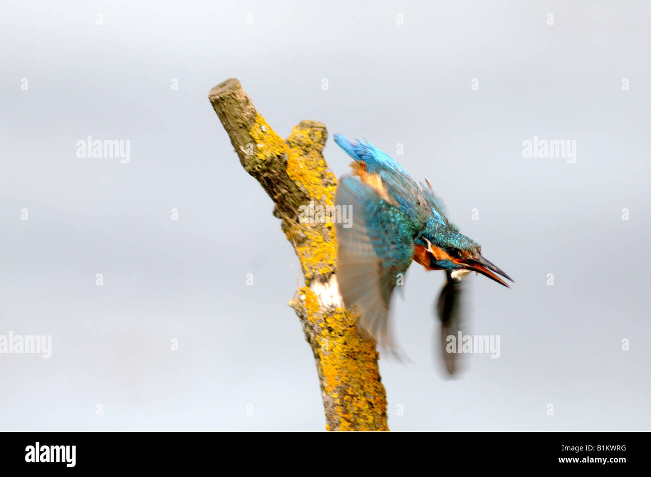 Kingfisher kent hi-res stock photography and images - Alamy