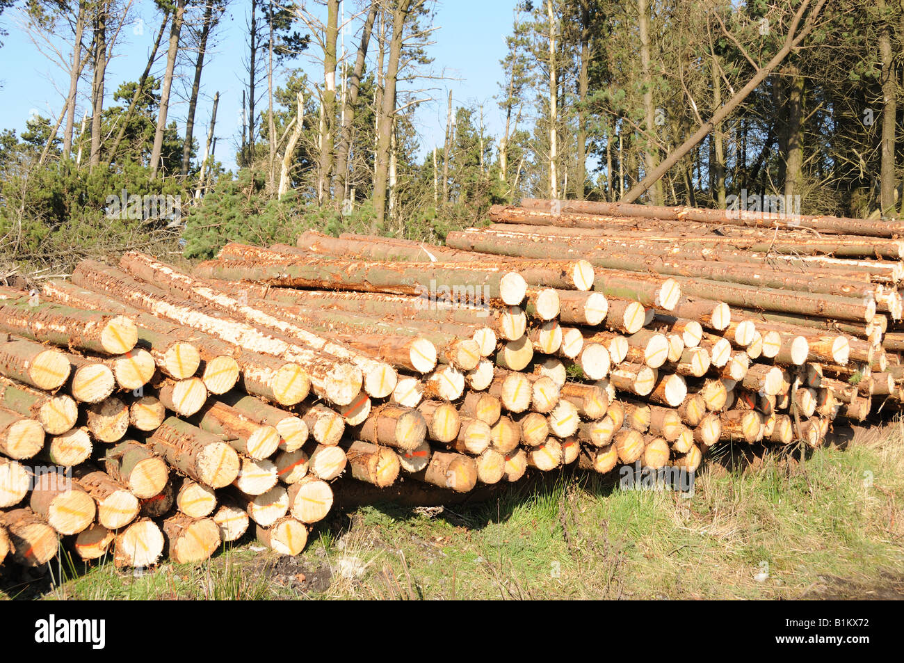 Timber transport hi-res stock photography and images - Alamy
