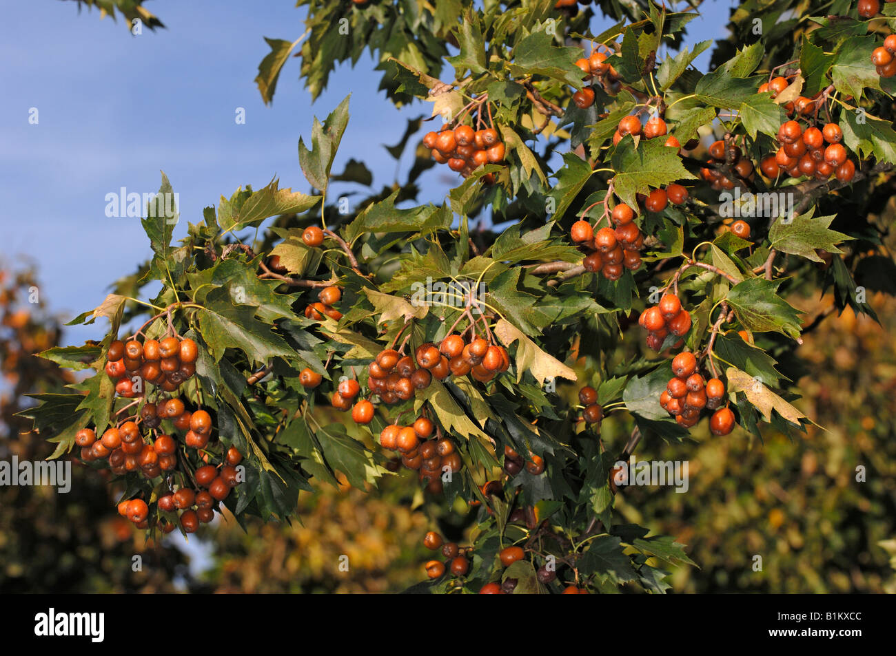 Wild Service Tree, Chequers Tree, Checkers Tree (Sorbus torminalis ...