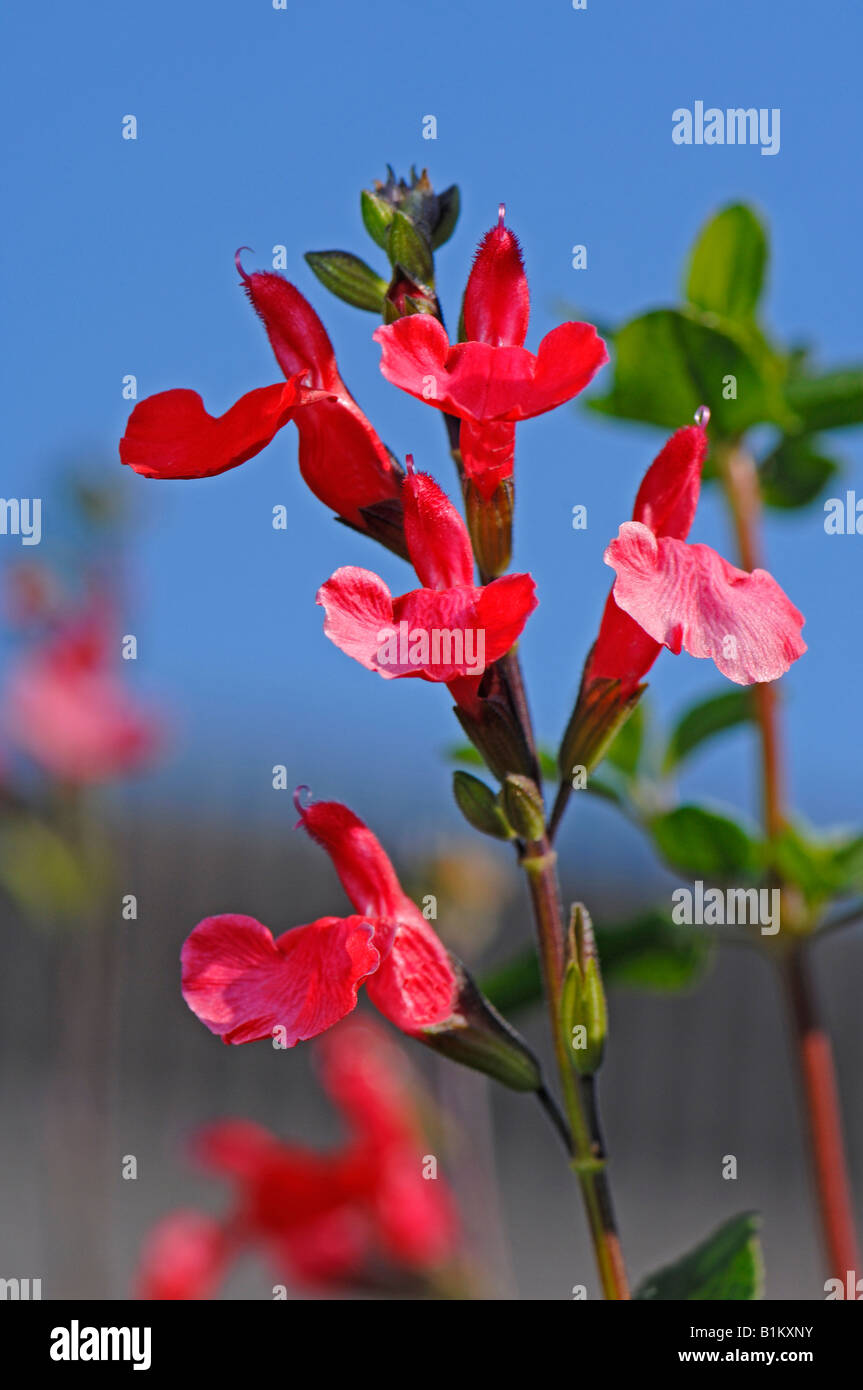 Autumn sage,Rose Sage (Salvia greggii), flower Stock Photo - Alamy