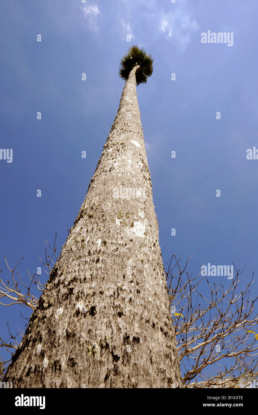 Koreshan State Historic Park Estero Florida tall Palm Tree Stock Photo ...